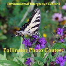 Pollinator Photo Contest | University of Michigan-Dearborn